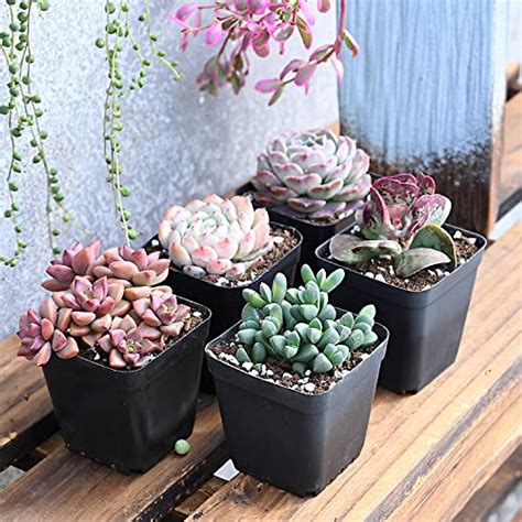Live Succulent Plants Assorted 5 Pack For Home Decor