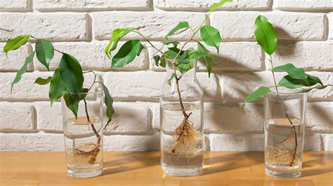 Water Propagation Mistakes 6 Common Errors To Avoid Homes And Gardens