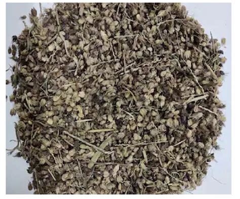 Cenchrus Ciliaris Var Coastal Region At Rs 1656 63 Piece In Dehradun