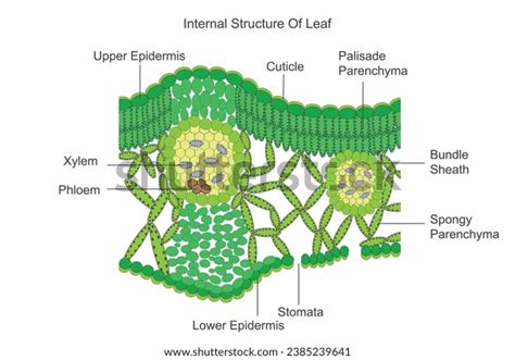 Internal Structure Leaf Dicotyledonous Leaf Dorsiventral Stock Vector Royalty Free 2385239641