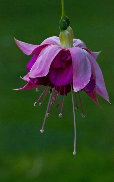 Miraclepooh Fuchsia Flowers Flower Seeds Fuchsia Flower
