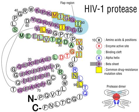 The Effect Of Treatment Associated Mutations On Hiv Replication And
