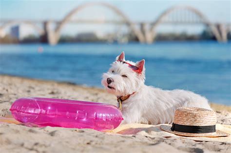 개 친화적 인 모래 사장에 누워있는 화이트 웨스트 하이랜드 테리어 개에 대한 스톡 사진 및 기타 이미지 개 수건 여름 Istock