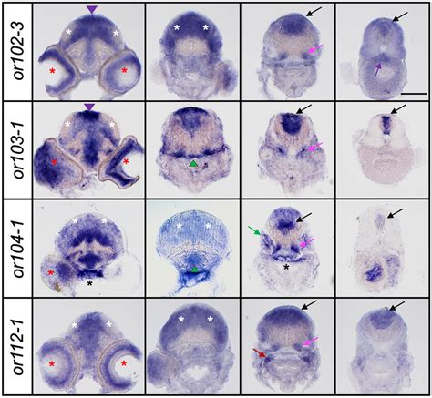 Spatial Regulation Of Olfactory Receptor Gene Expression During Download Scientific Diagram