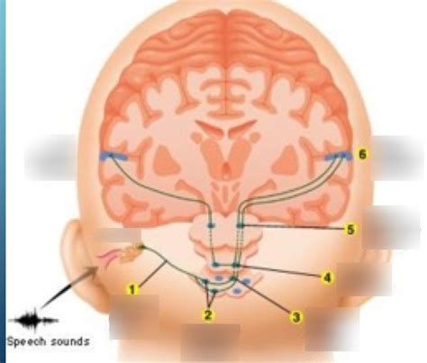 Auditory Cortex Diagram Quizlet