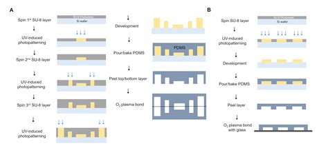 Video Microfluidic Fabrication Of Core Shell Microcapsules Carrying Human Pluripotent Stem Cell
