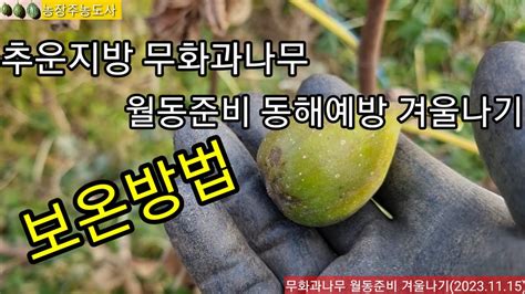 무화과나무 월동준비 동해방지법 겨울나기 무화과나무 보온방법 보온작업하기 Youtube
