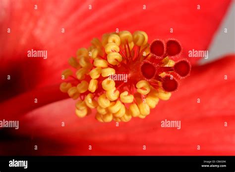 Flor De Hibisco Con Partes Etiquetadas