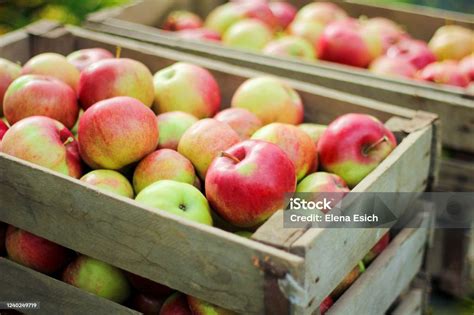신선한 사과로 가득 찬 나무 상자 과수원에서 신선한 유기농 사과의 수확 0명에 대한 스톡 사진 및 기타 이미지 0명 9월 가을 Istock
