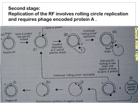 Phi X 174 Phage Ppt