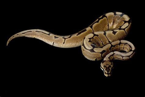 Spider Ball Python Morph Everything You Need To Know Reptile Advisor