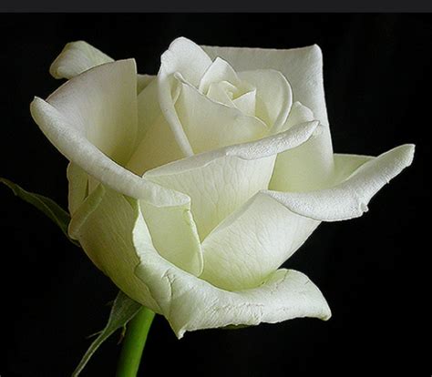 흰장미와 백합꽃을 흔들며 박두진 낭송 신다회시인 시낭송가