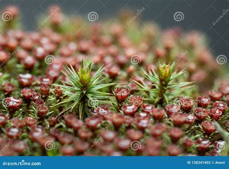 Moss Gametophyte Is The Sexual Phase In The Life Cycle Of Plants Under