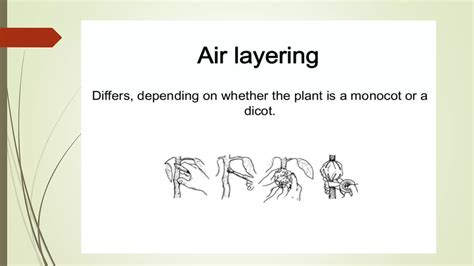 Asexual Propagationpptx