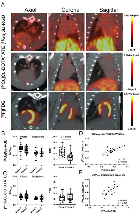 Uptake Of 68 Ga Ga Rgd And 64 Cu Cu Dotatate In The Same Rat The Download Scientific