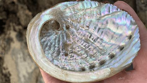 Inside Of Abalone Shell Abalone Shell Showing Outside Inside Mother