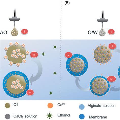 Cross Section Of The Alginate Membrane In Capsules Produced From A Download Scientific