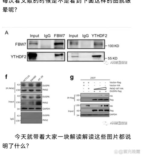 轻松搞定免疫共沉淀co Ip图片图解