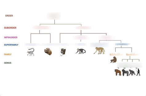 Primate Taxonomy Diagram Quizlet
