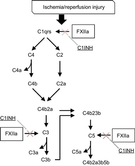 Complement Contact Activation System Interactions Coagulation Factor Download Scientific
