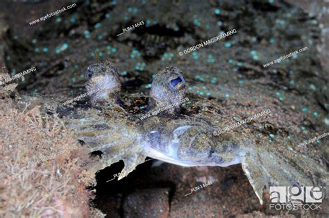 Unidentified Flatfish Bothus Sp To Species Level But Visual