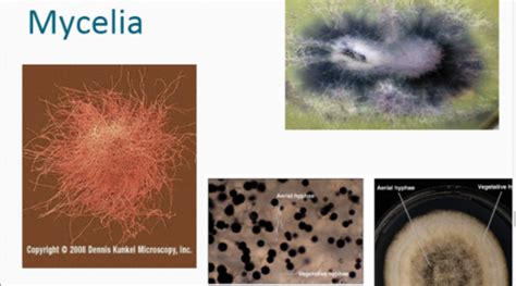 Mycology Exam 3 Intro To Mycology Flashcards Quizlet