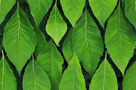 Birch Leaf Triangular Bright Green Premium Ai Generated Image