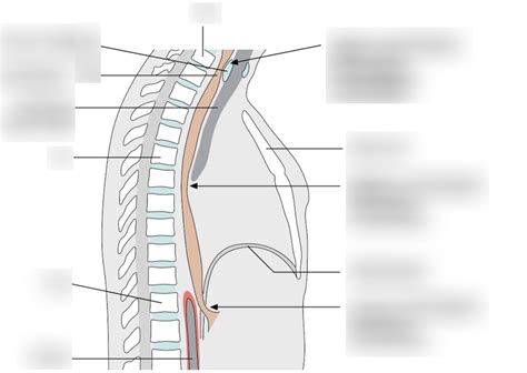 Esophagus Location And Constrictions Diagram Quizlet