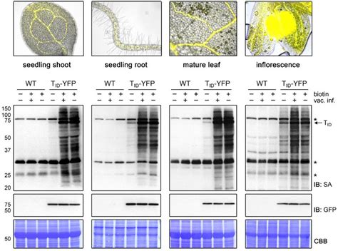 Proximity Labeling Of Protein Complexes And Cell Type Specific Organellar Proteomes In