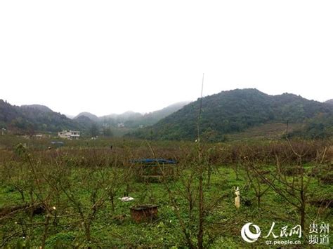 黔西綠化鄉石漠化治理釋放生態紅利 每日頭條