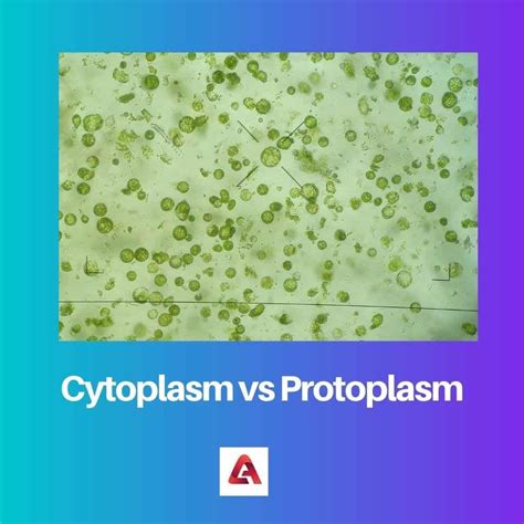 Difference Between Cytoplasm And Nucleoplasm Definition