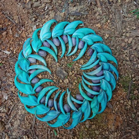 Strongylodon Macrobotrys Fabaceae