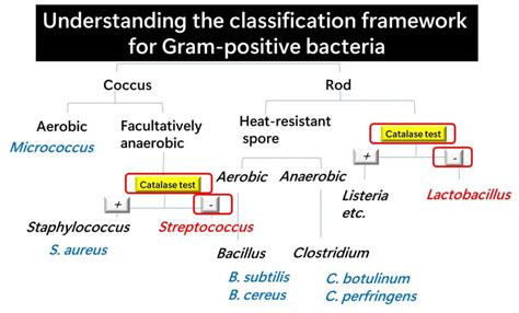 Using The Catalase Test To Identify Lactic Acid Bacteria Among Gram