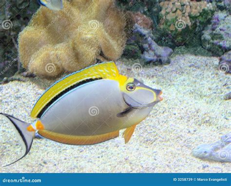 Acquarium Fish Stock Image Image Of Tropical Water Nature 3258739