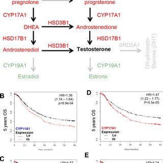 KM Plotter Evaluation Of Rate Limiting Step Enzymes For Estradiol
