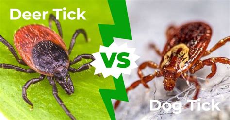 Dog Tick Vs Wood Tick At Amelia Rojas Blog