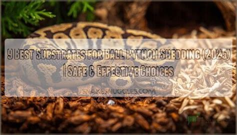 9 Best Substrates For Ball Python Shedding 2025 Safe And Effective