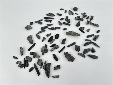 Collection Of Fossilized Bone