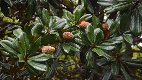 Unique Trees With Green Balls Comprehensive List Insights