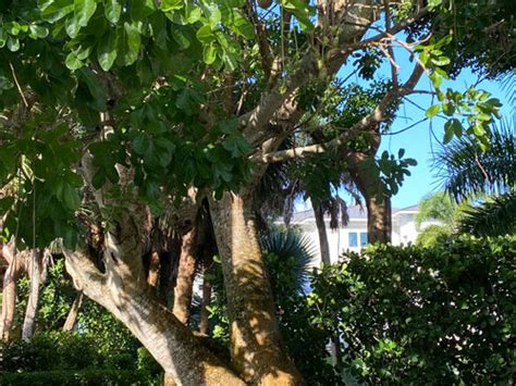 Identifying Tree In FL 2