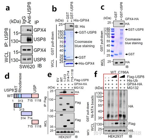 《pnas》解读：去泛素化修饰 顺序渐进 刨根问底。去泛素化酶usp8靶向铁死亡提高肿瘤免疫治疗的机制 知乎