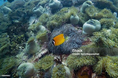 Weibel의 나비 물고기는 푸른 물 배경에 말미잘과 물고기와 산호초 풍경이 있는 깊고 푸른 바다에서 물속에서 헤엄칩니다 나비고기에 대한 스톡 사진 및 기타 이미지 Istock