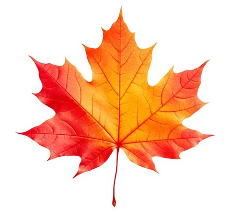 Premium Ai Image Vibrant Orange And Red Maple Tree Autumn Leaf