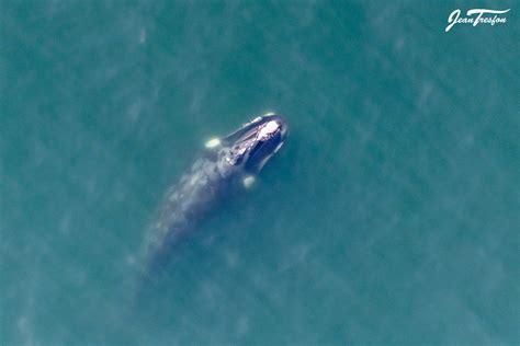 Watch A Dead Whale Explodes On The Beach