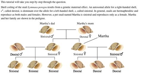 Solved This Tutorial Will Take You Step By Step Through The