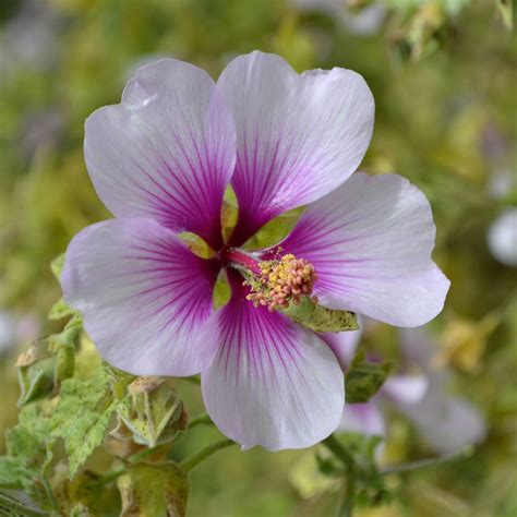 Lavatera Maritima 2l One Click Plants