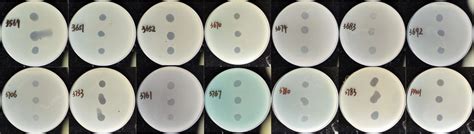 Phage Sensitivity Assay Clear Plaques Formed By 10 Fold Serial Download Scientific Diagram