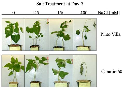 Pinto Bean Plant Growth 20 Phaseolus Vulgaris Seeds Pinto Bean