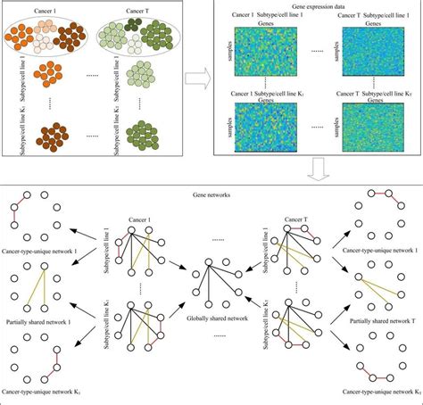 inferring cancer common and specific gene networks via multi layer