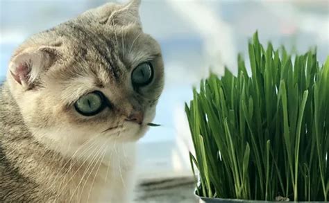 猫草对猫有什么作用 猫草是小麦吗 猫草怎么种